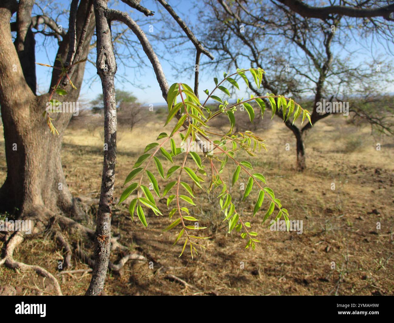Kirkia (Kirkia acuminata Stock Photo - Alamy