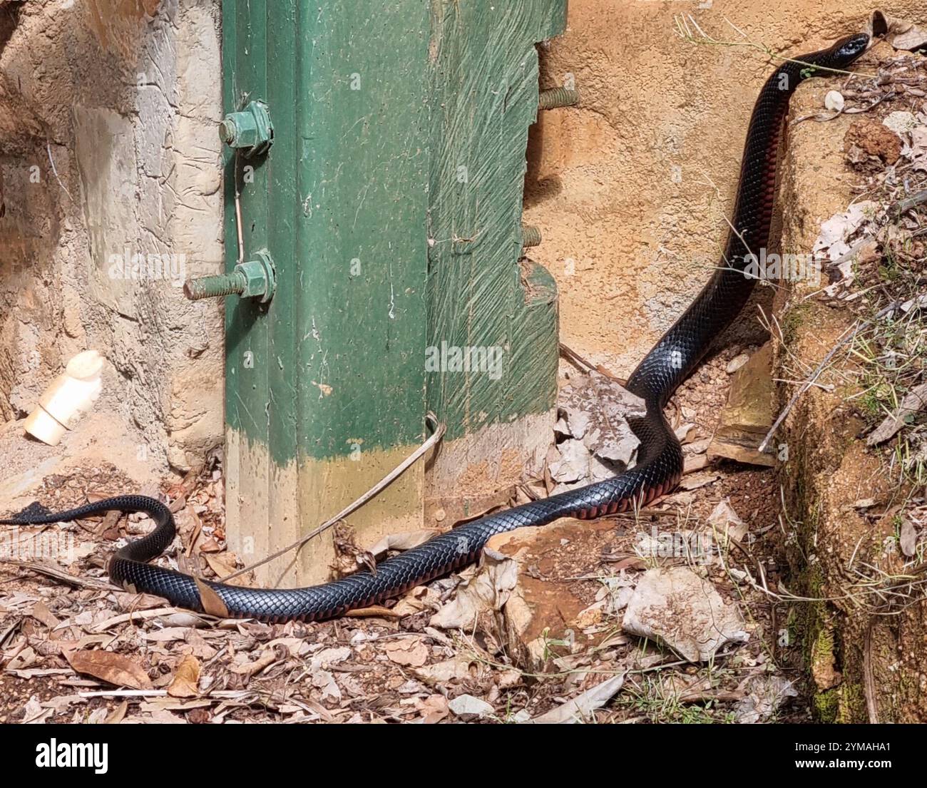 Red-bellied Black Snake (Pseudechis porphyriacus Stock Photo - Alamy