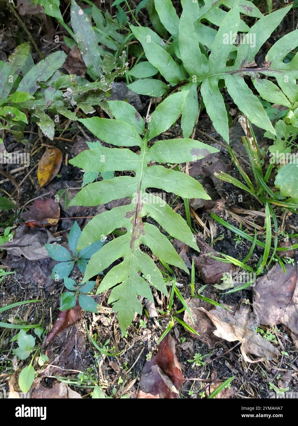 netted chain fern (Woodwardia areolata Stock Photo - Alamy