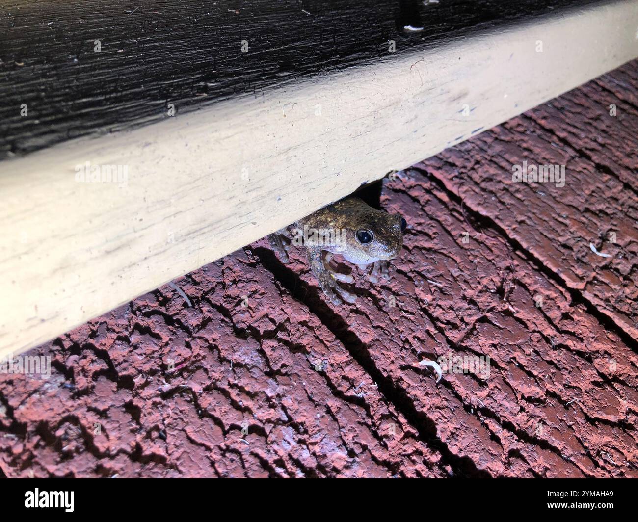 Peron's Tree Frog (Litoria peronii Stock Photo - Alamy