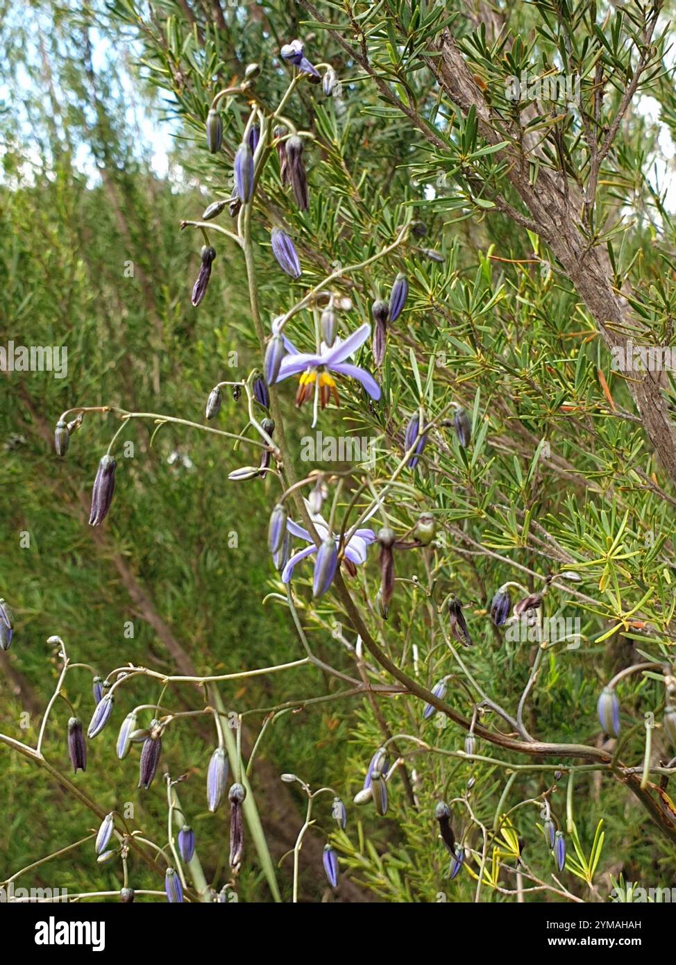 Blueberry Lily (Dianella revoluta Stock Photo - Alamy
