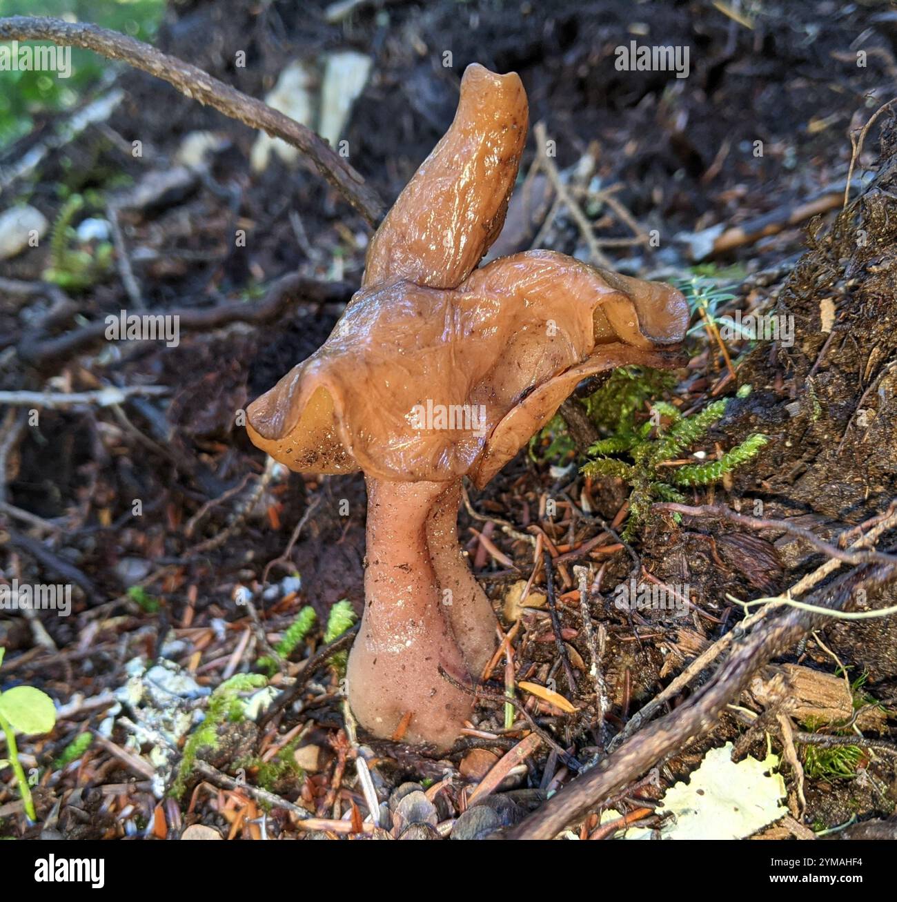 Saddle-shaped False Morel (Gyromitra infula Stock Photo - Alamy