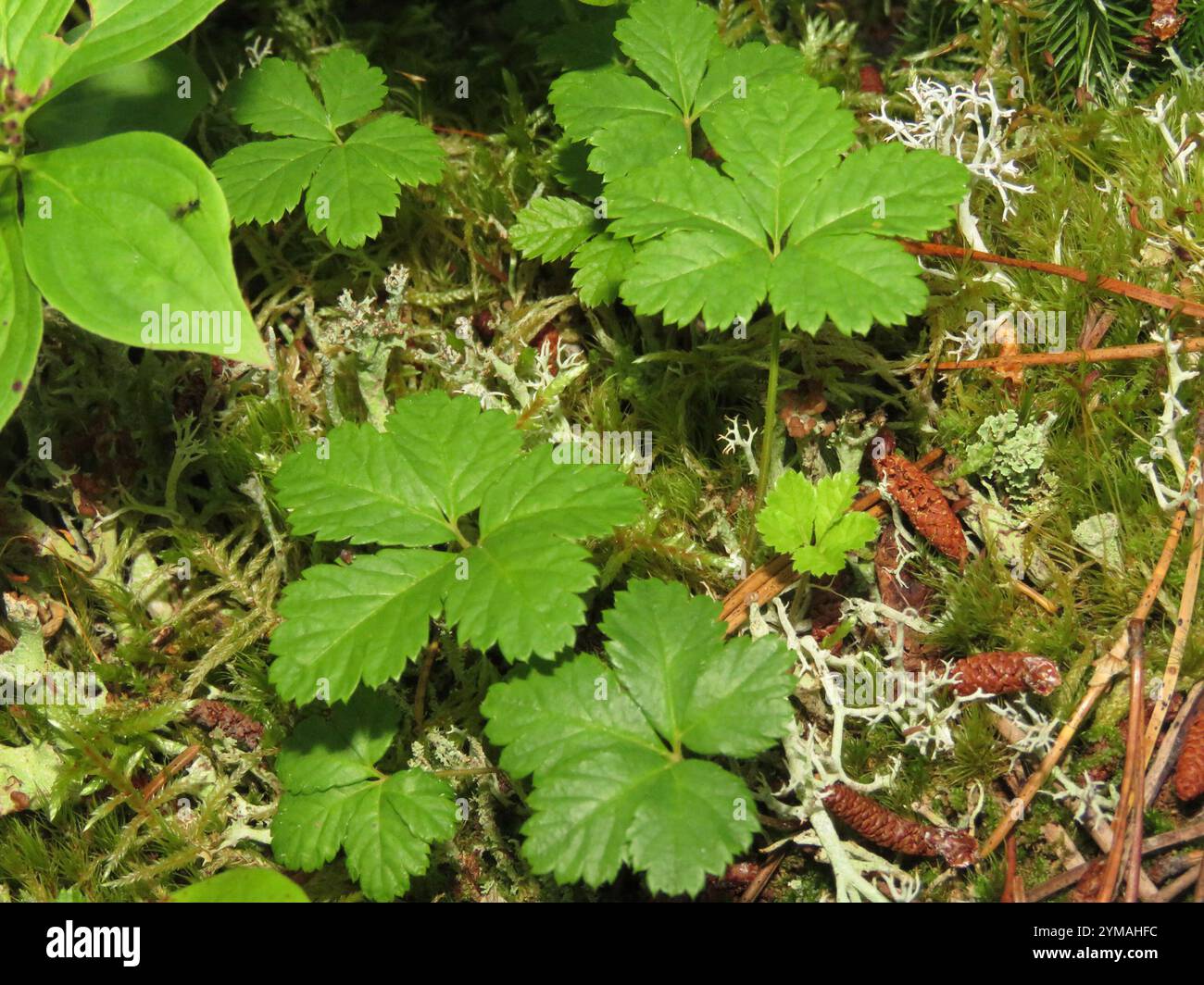 Five-leaf Dwarf Bramble (Rubus pedatus Stock Photo - Alamy