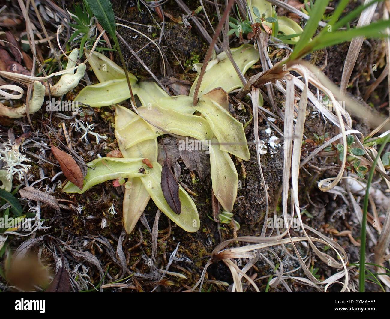 Common Butterwort (Pinguicula vulgaris Stock Photo - Alamy