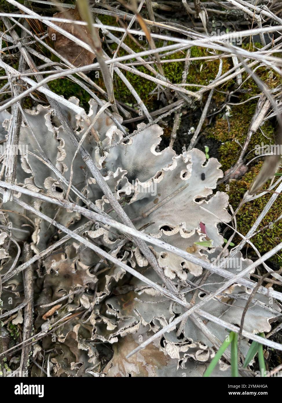 dog pelt lichen (Peltigera canina Stock Photo - Alamy