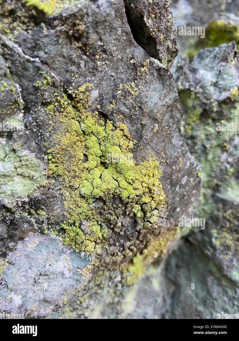 gold dust lichen (Chrysothrix candelaris Stock Photo - Alamy