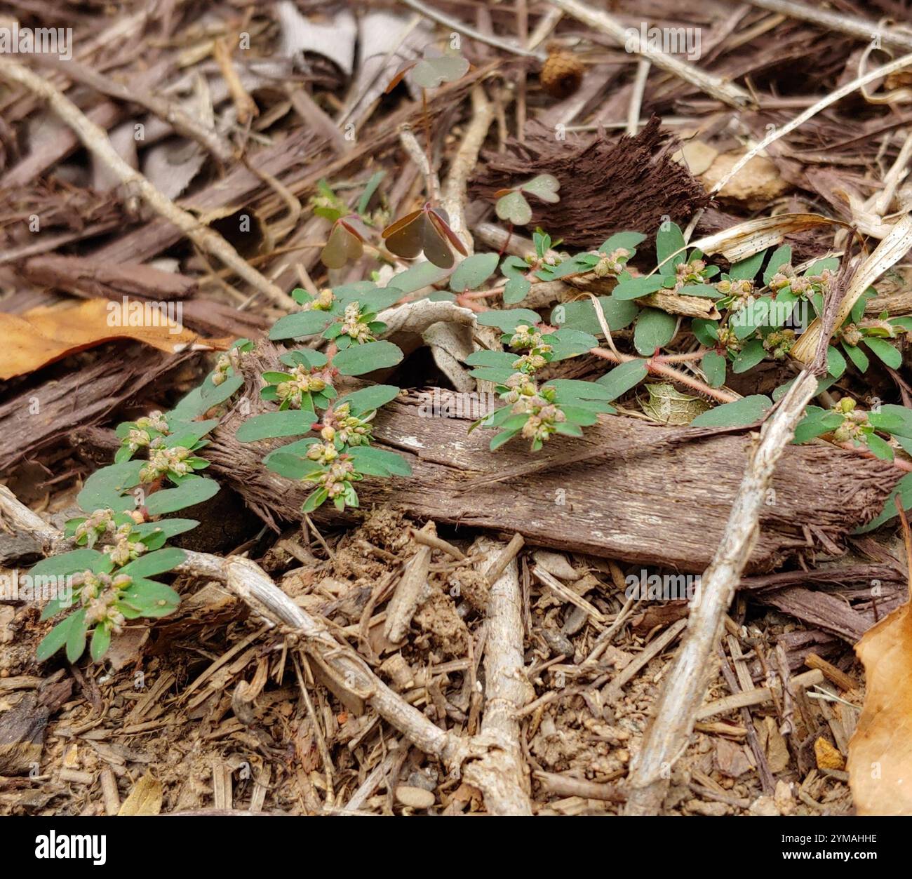 Spotted spurge (Euphorbia maculata Stock Photo - Alamy