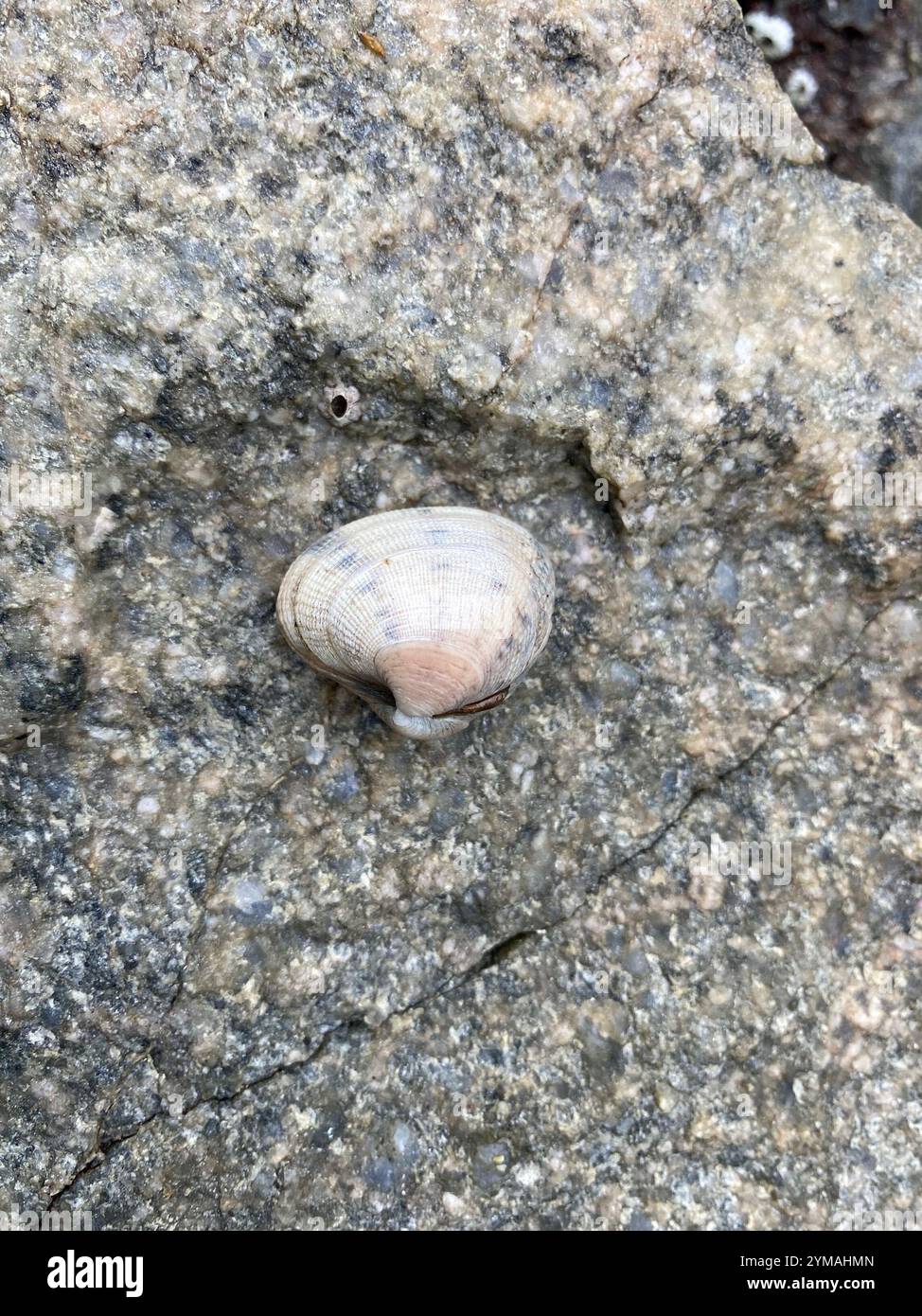 Japanese Littleneck (Ruditapes philippinarum Stock Photo - Alamy