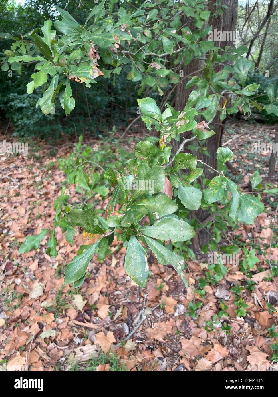 water oak (Quercus nigra Stock Photo - Alamy