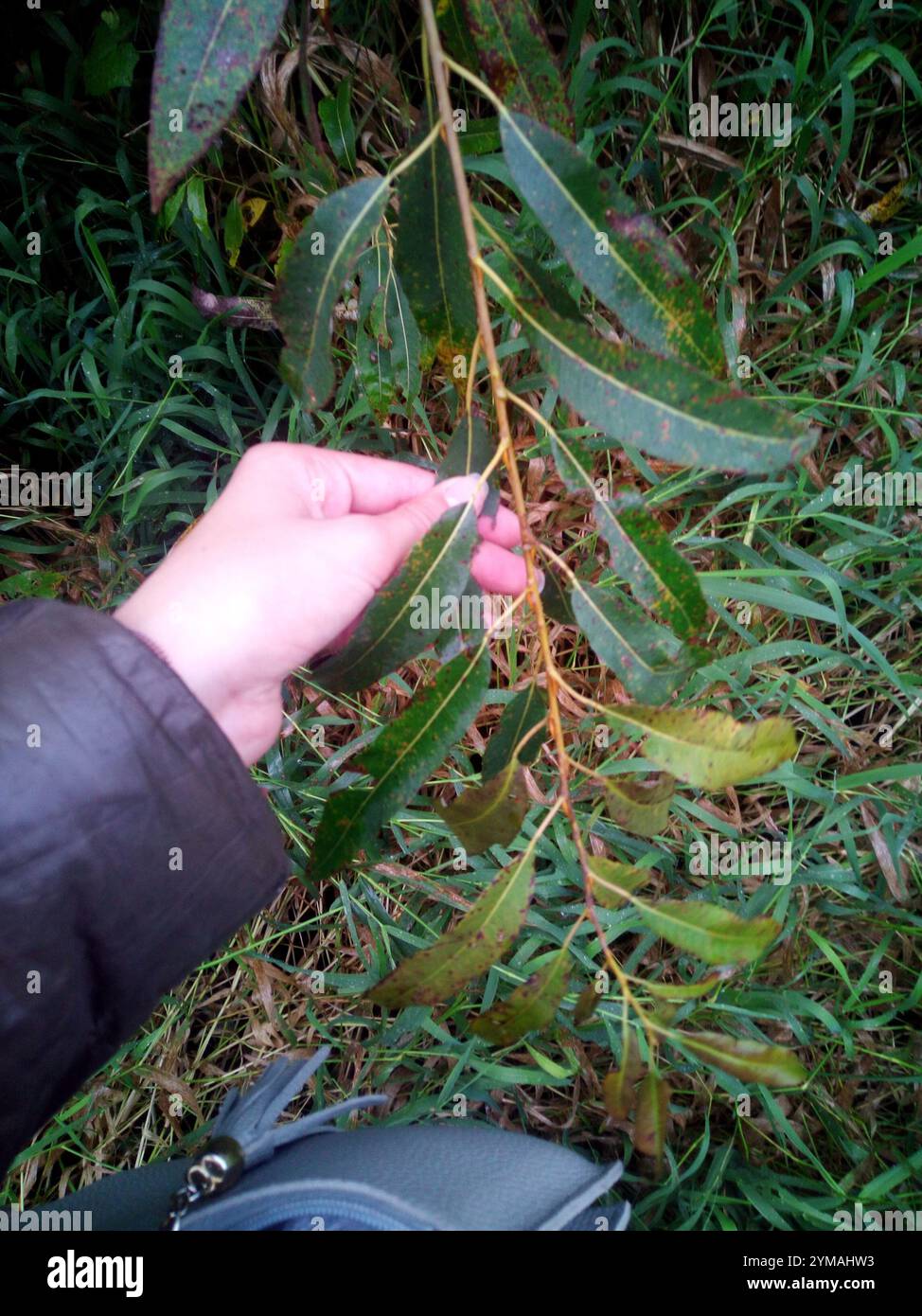 Almond Willow (Salix triandra Stock Photo - Alamy