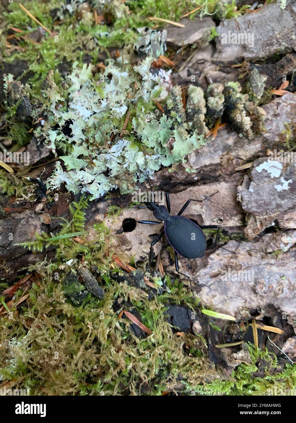 Velvet Snail-eating Beetle (Scaphinotus velutinus Stock Photo - Alamy