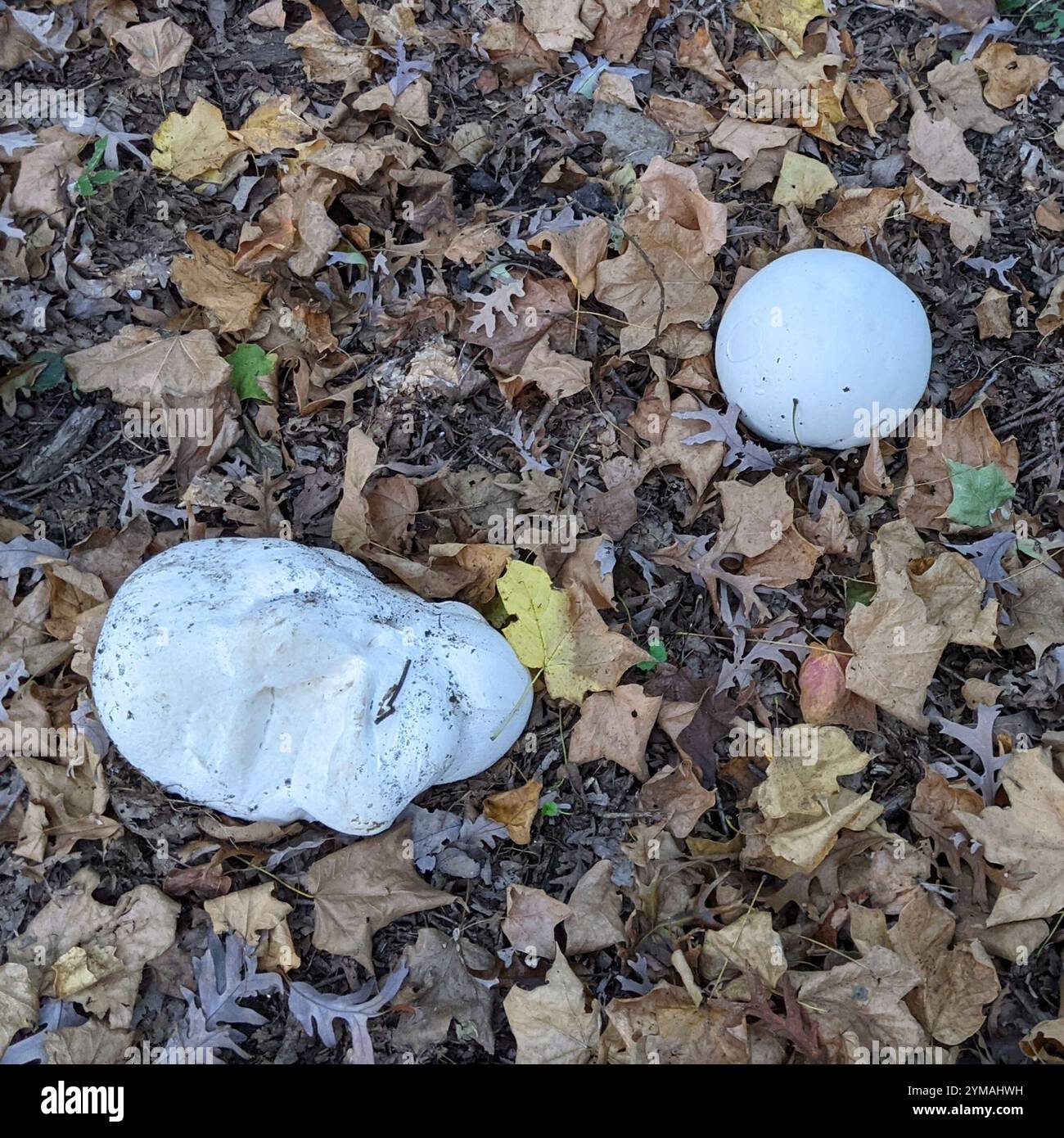 giant puffball (Calvatia gigantea Stock Photo - Alamy