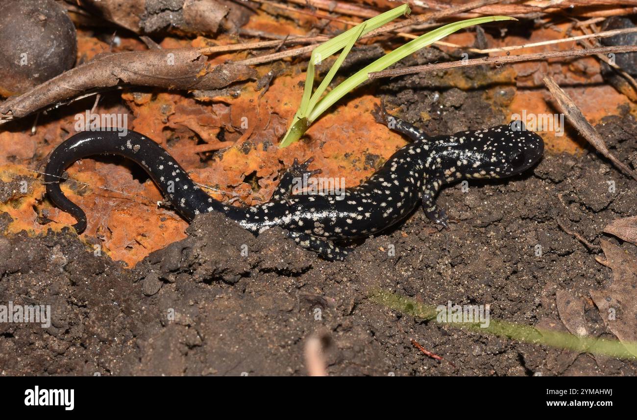 Western Slimy Salamander (Plethodon albagula Stock Photo - Alamy