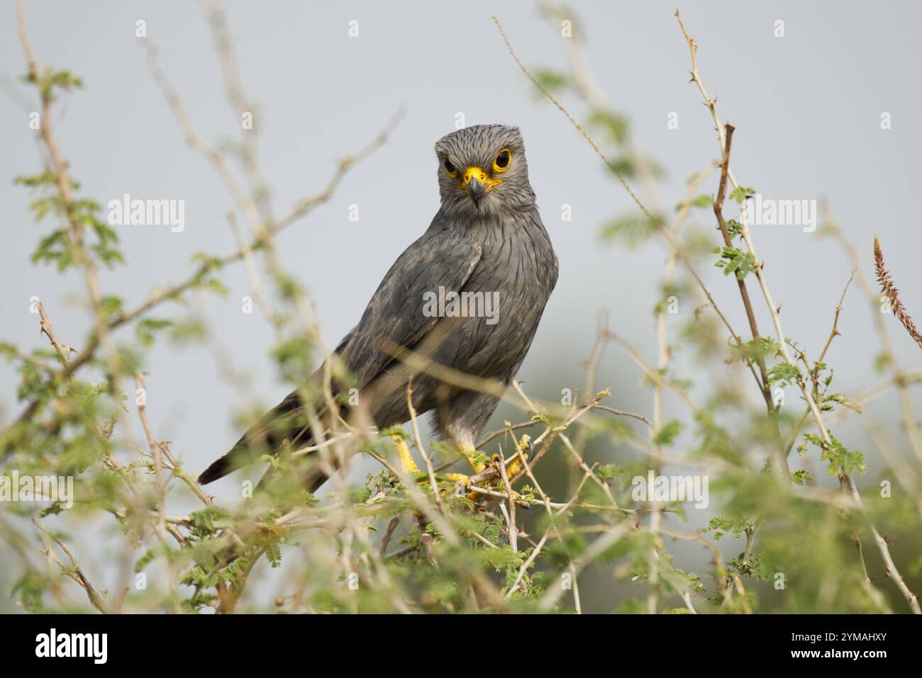 Acacia in the picture hi-res stock photography and images - Alamy