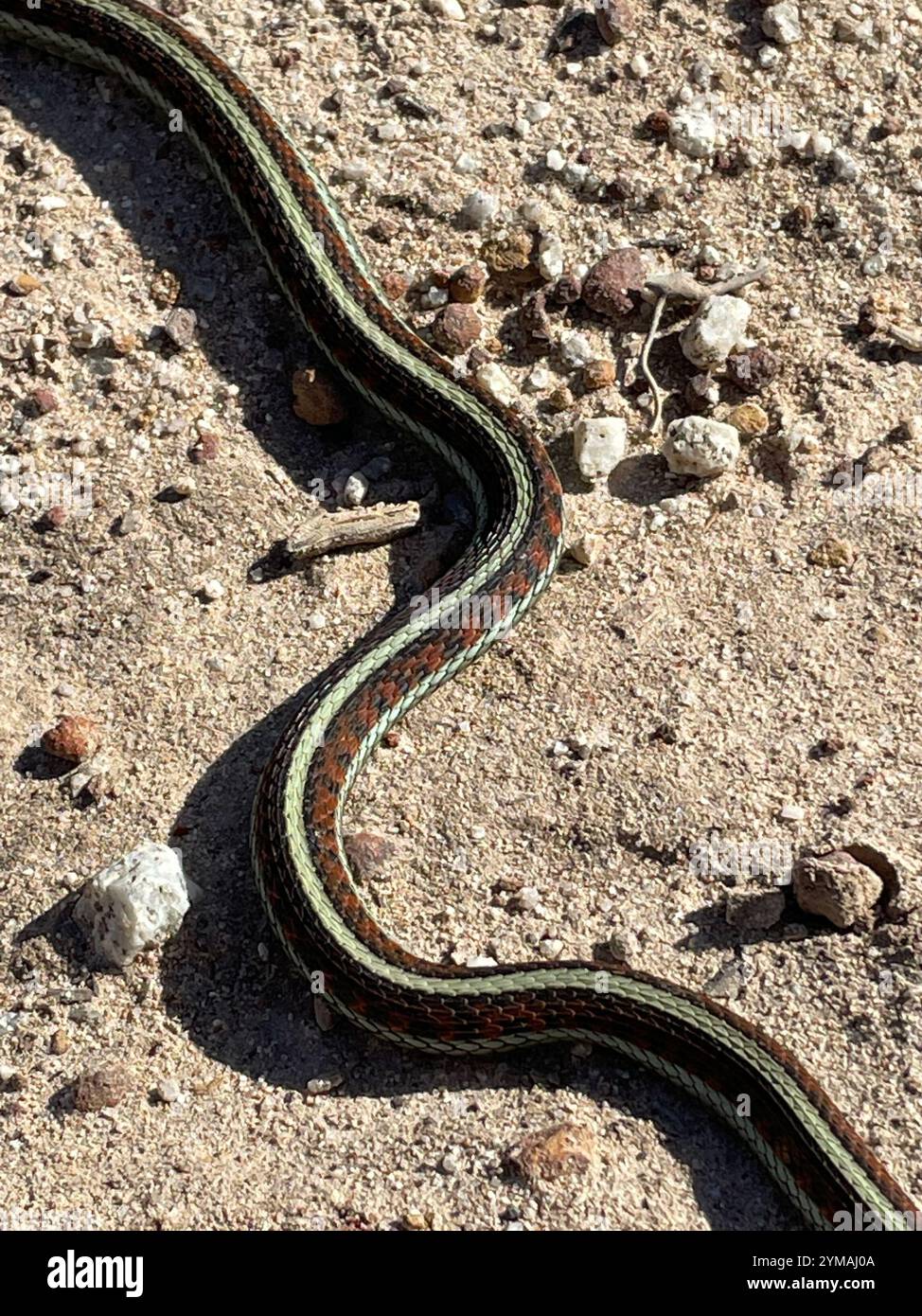 California Red-sided Garter Snake (Thamnophis sirtalis infernalis Stock ...