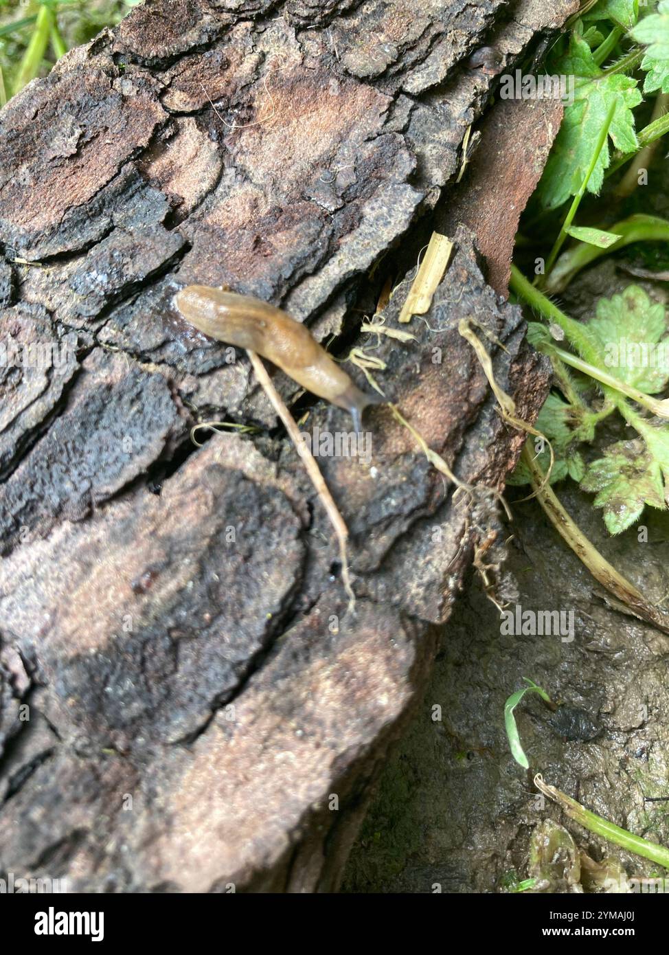 Greenhouse Slug (Milax gagates Stock Photo - Alamy