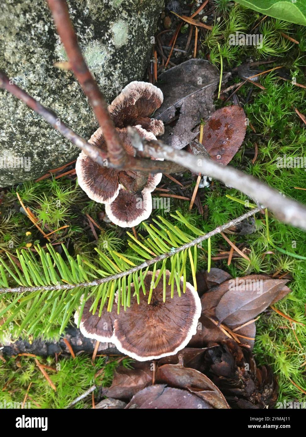 Brown Funnel Polypore (Coltricia perennis Stock Photo - Alamy