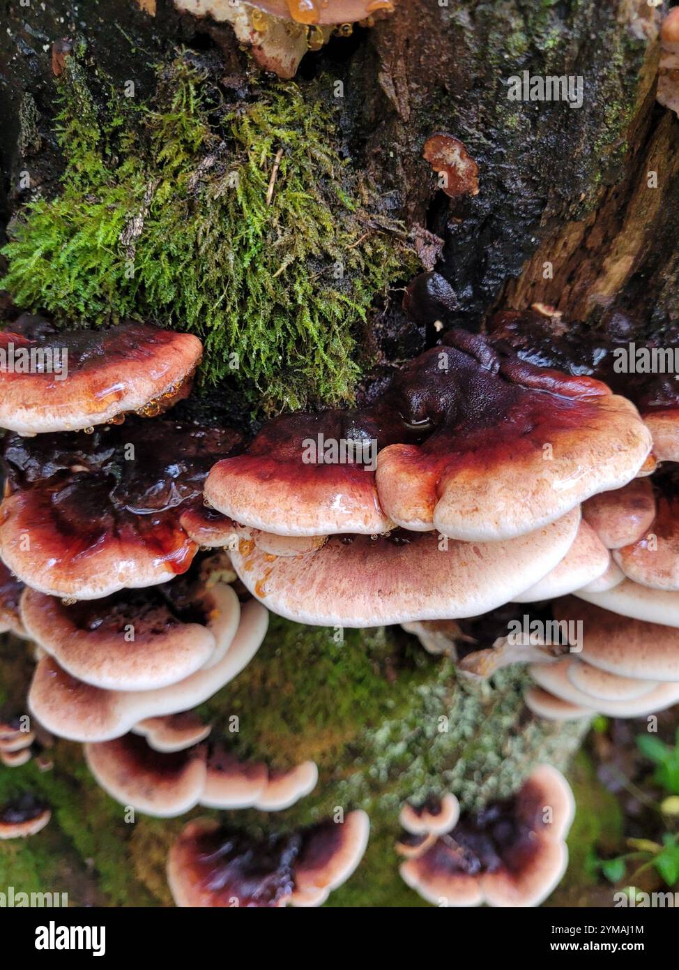 Resinous Polypore (Ischnoderma resinosum Stock Photo - Alamy