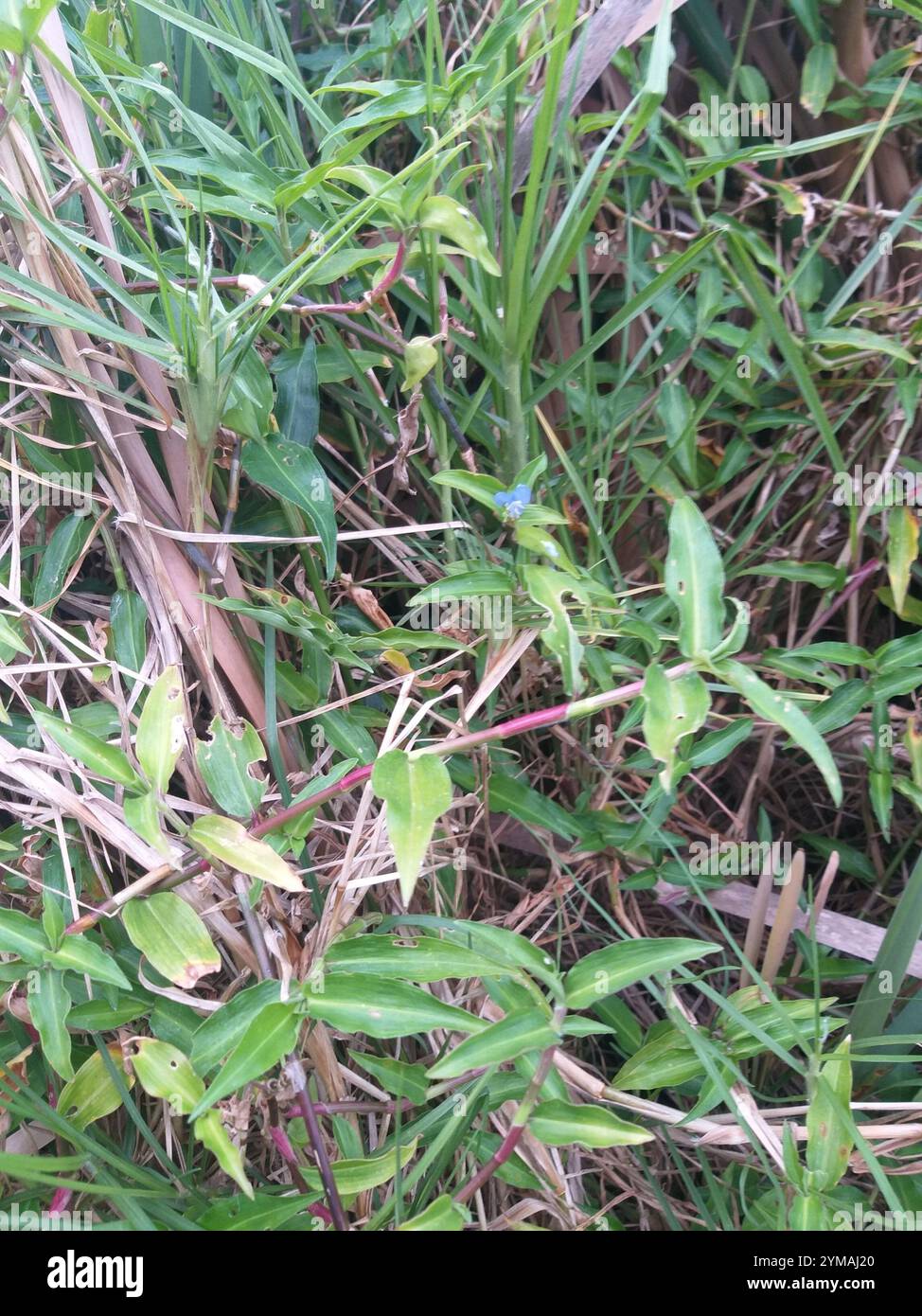 Common Climbing Dayflower (Commelina diffusa diffusa Stock Photo - Alamy
