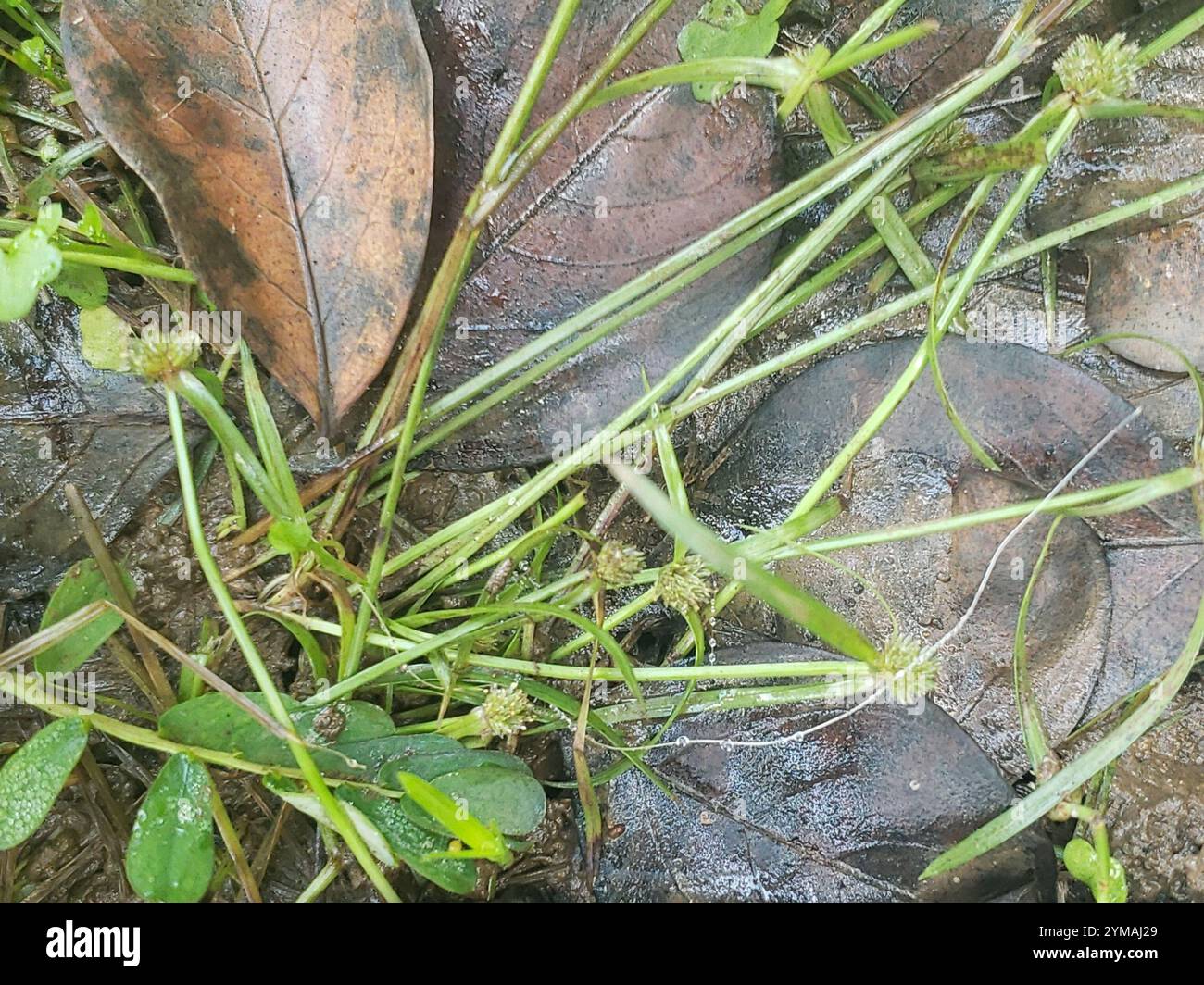 Shortleaf Spikesedge (Cyperus brevifolius Stock Photo - Alamy