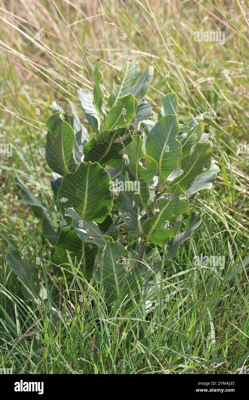 Asclepias latifolia hi-res stock photography and images - Alamy