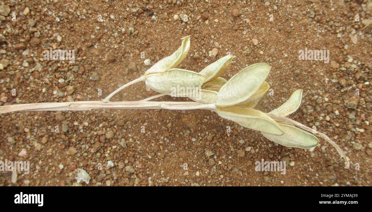 Red Squill (Drimia sanguinea Stock Photo - Alamy