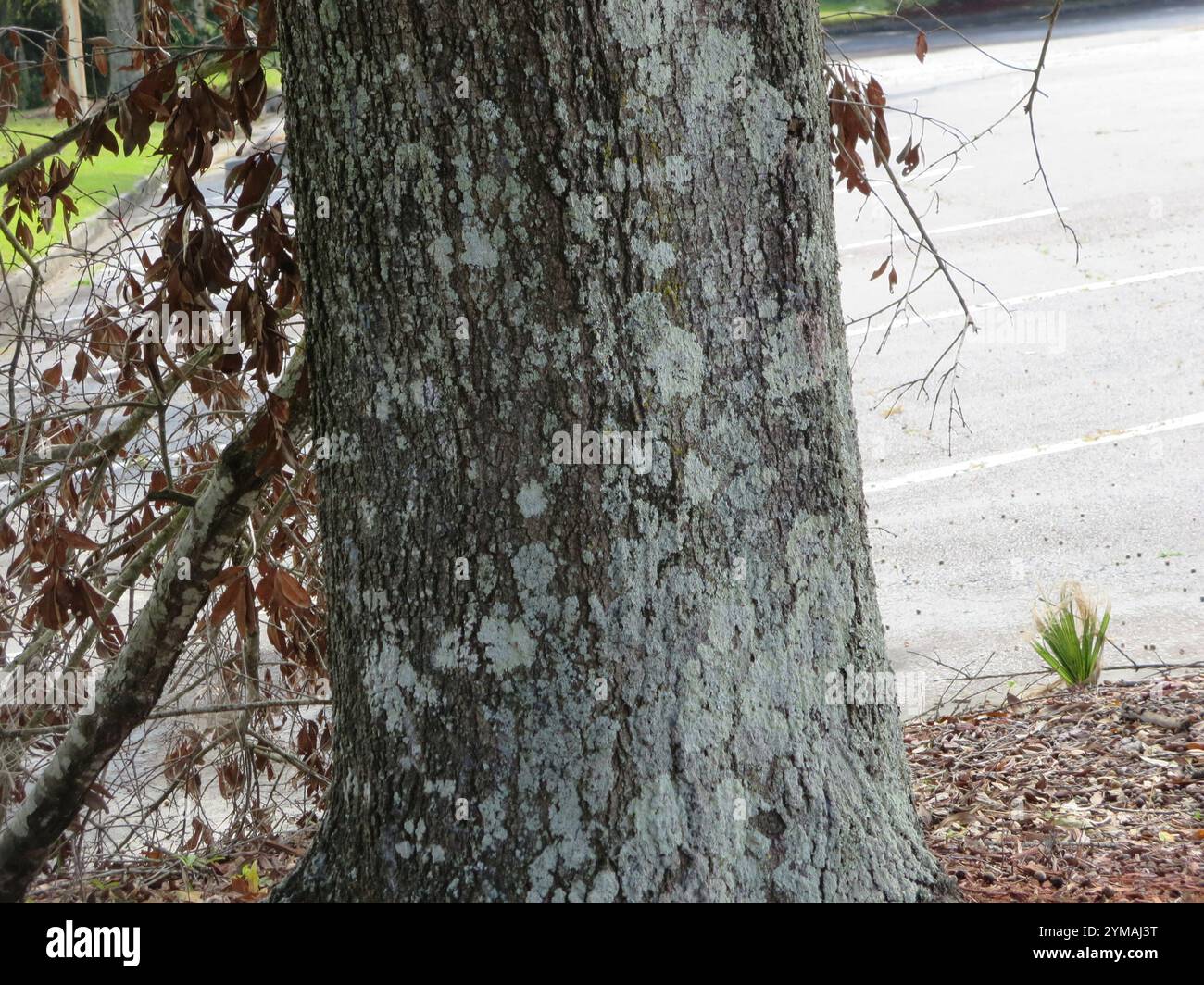 swamp laurel oak (Quercus laurifolia Stock Photo - Alamy