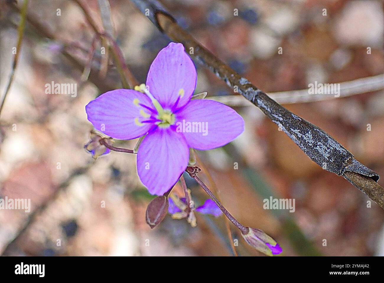 (Heliophila subulata subulata Stock Photo - Alamy