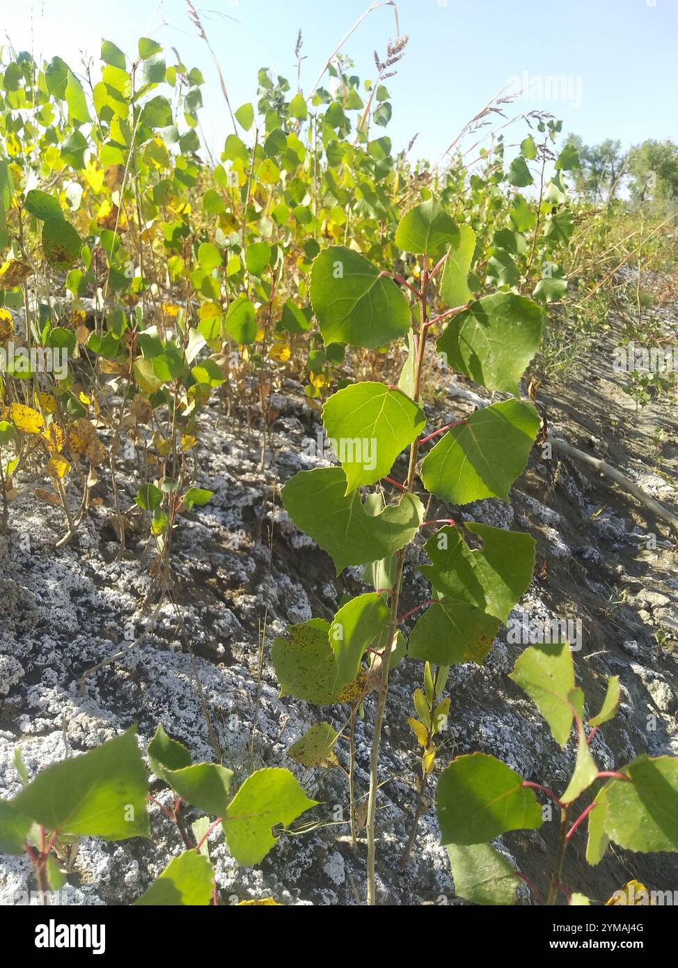 Eastern Cottonwood (Populus deltoides Stock Photo - Alamy