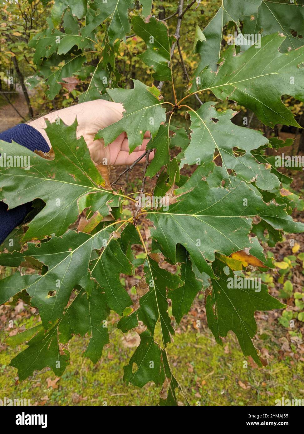 northern red oak (Quercus rubra Stock Photo - Alamy