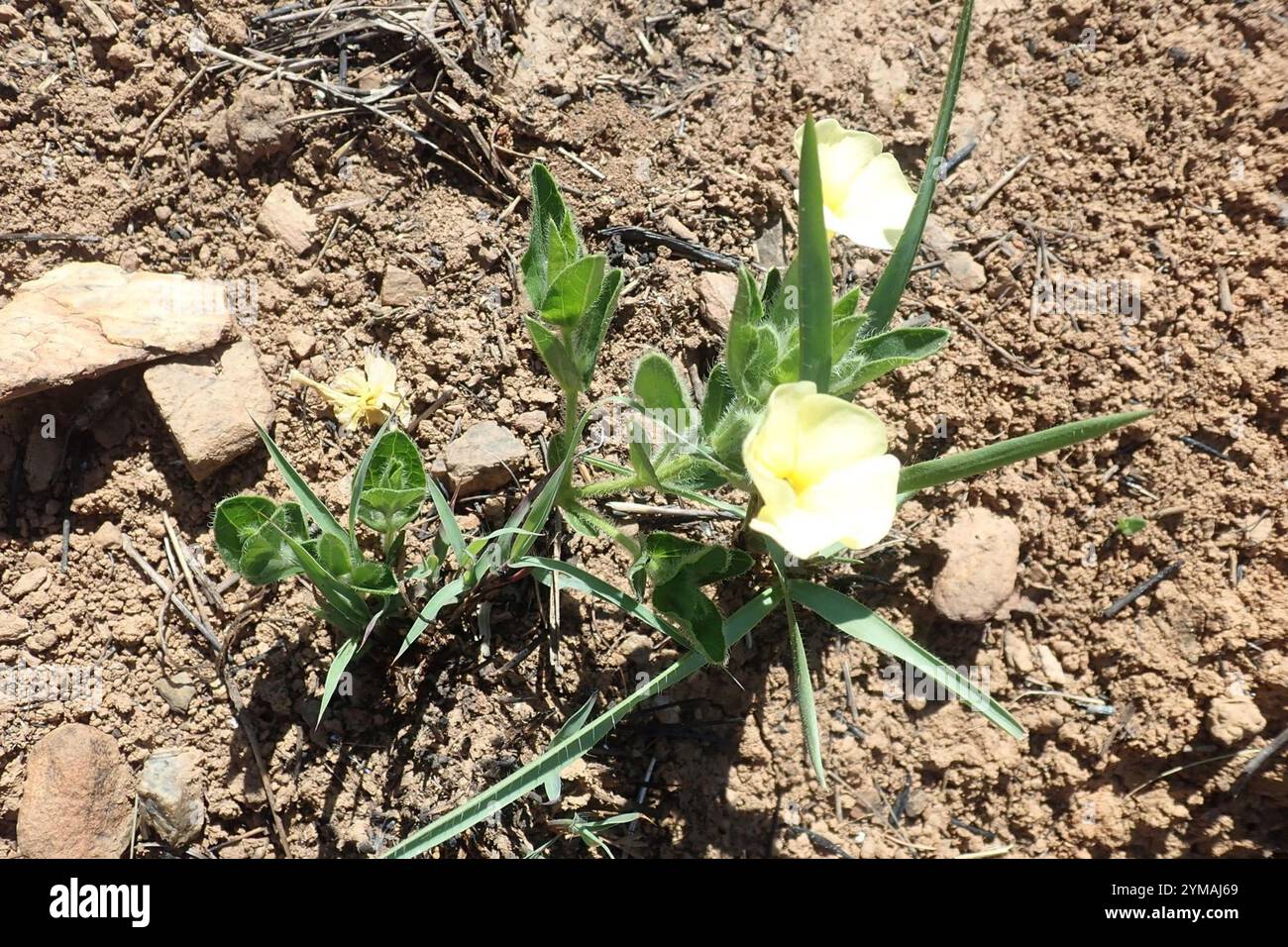 Natal Primrose (Thunbergia atriplicifolia Stock Photo - Alamy