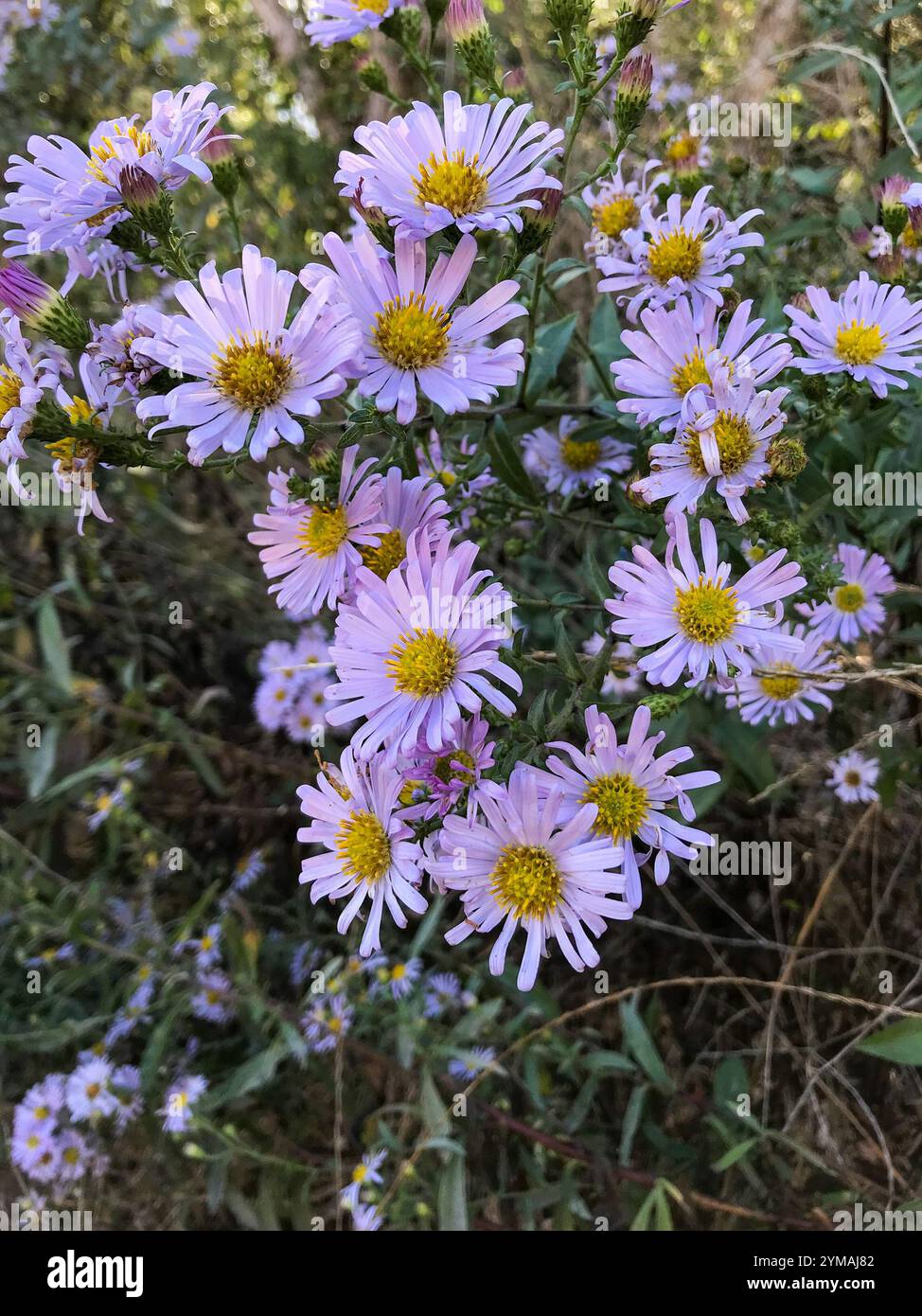 Douglas' Aster (Symphyotrichum subspicatum Stock Photo - Alamy