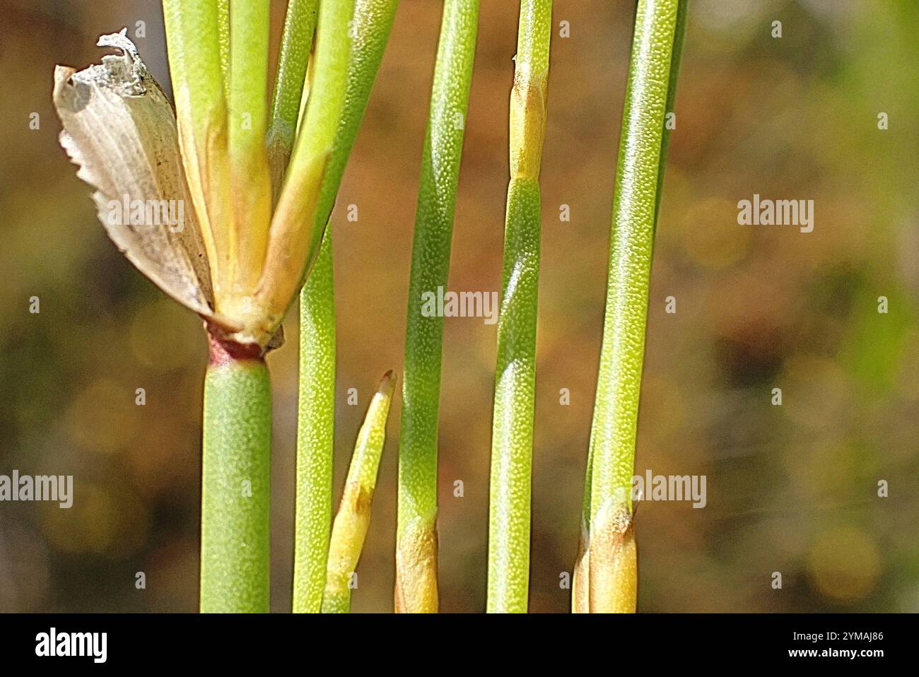 Reed broom hi-res stock photography and images - Alamy