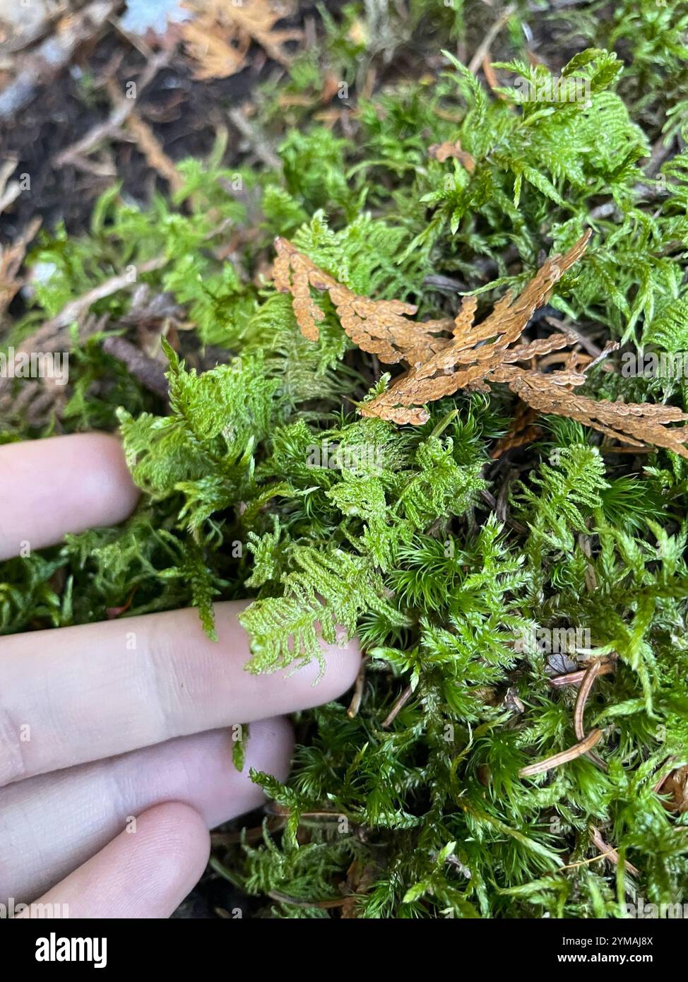 Ostrich-plume Moss (Ptilium crista-castrensis Stock Photo - Alamy