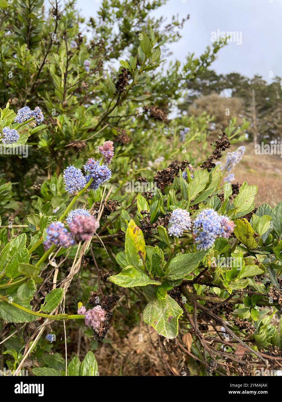 Blueblossom Ceanothus Thyrsiflorus Stock Photo Alamy