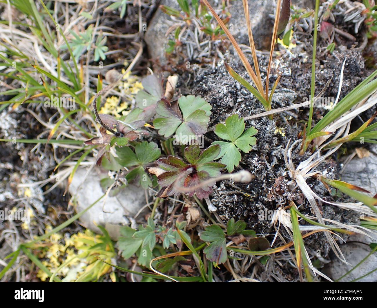 Small-flower Anemone (Anemone parviflora Stock Photo - Alamy
