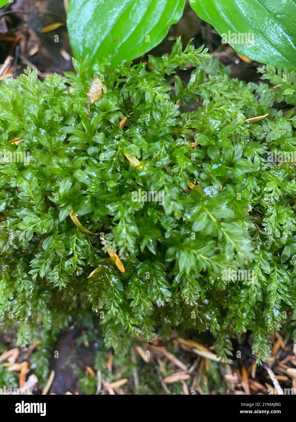 Thyme and Allied Mosses (Plagiomnium Stock Photo - Alamy
