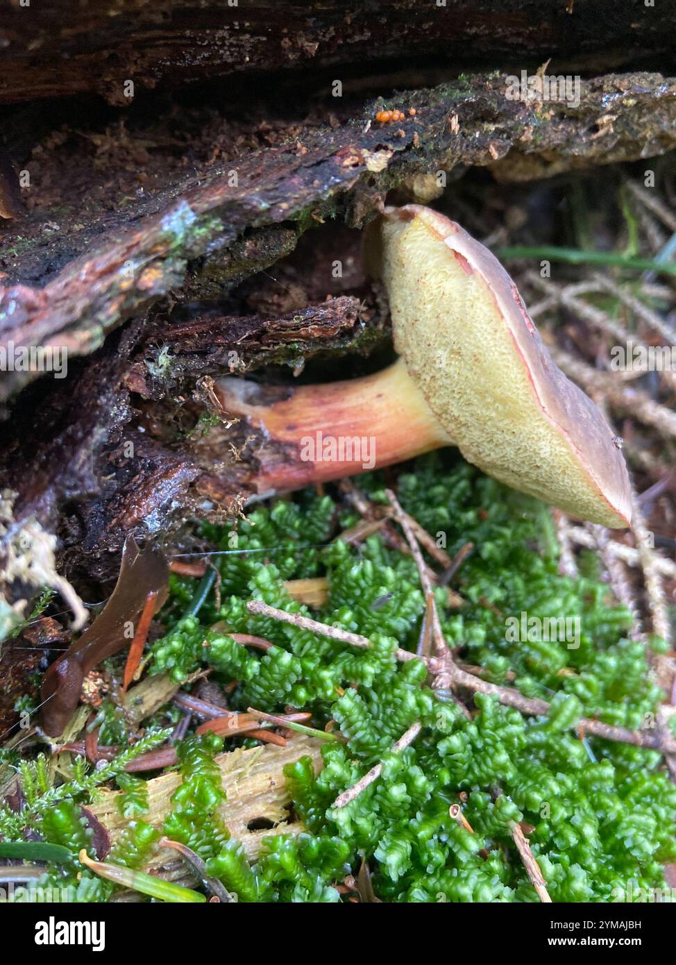 Red-cracking Bolete (Xerocomellus chrysenteron Stock Photo - Alamy