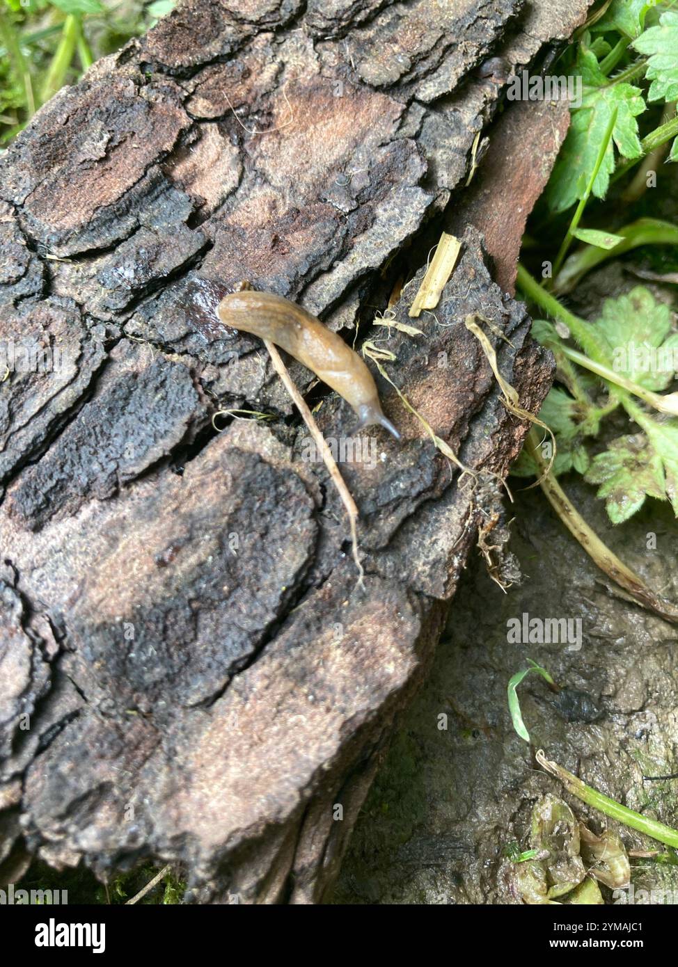 Greenhouse Slug (Milax gagates Stock Photo - Alamy