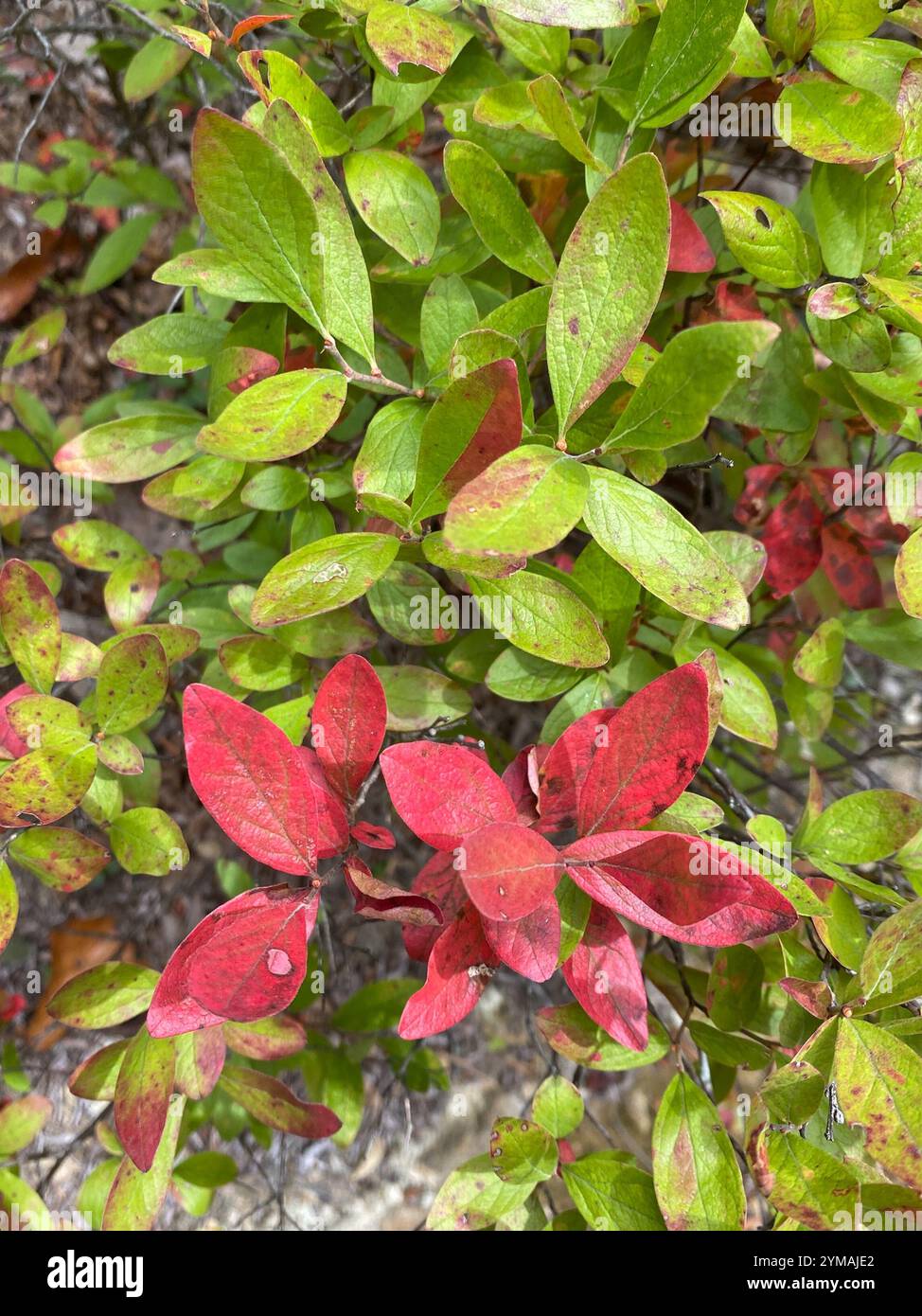 black huckleberry (Gaylussacia baccata Stock Photo - Alamy