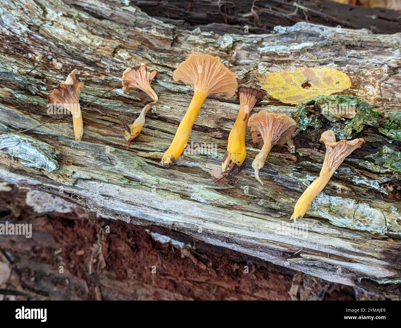 Yellowfoot (Craterellus tubaeformis Stock Photo - Alamy
