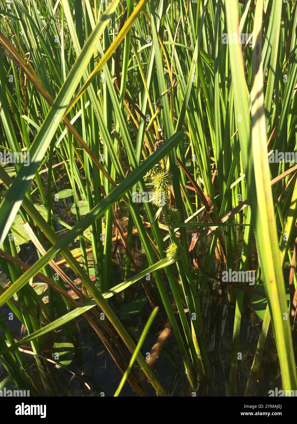 Sparganium androcladum hi-res stock photography and images - Alamy