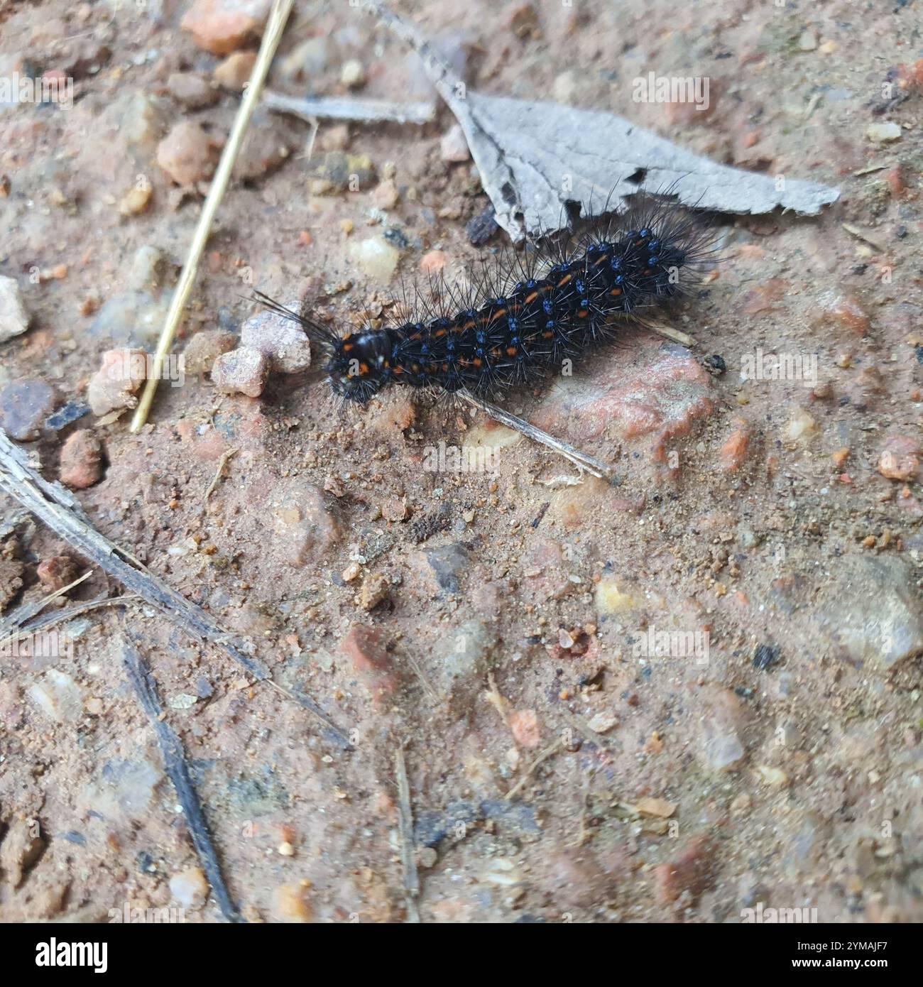 Australian magpie moth (Nyctemera amicus Stock Photo - Alamy