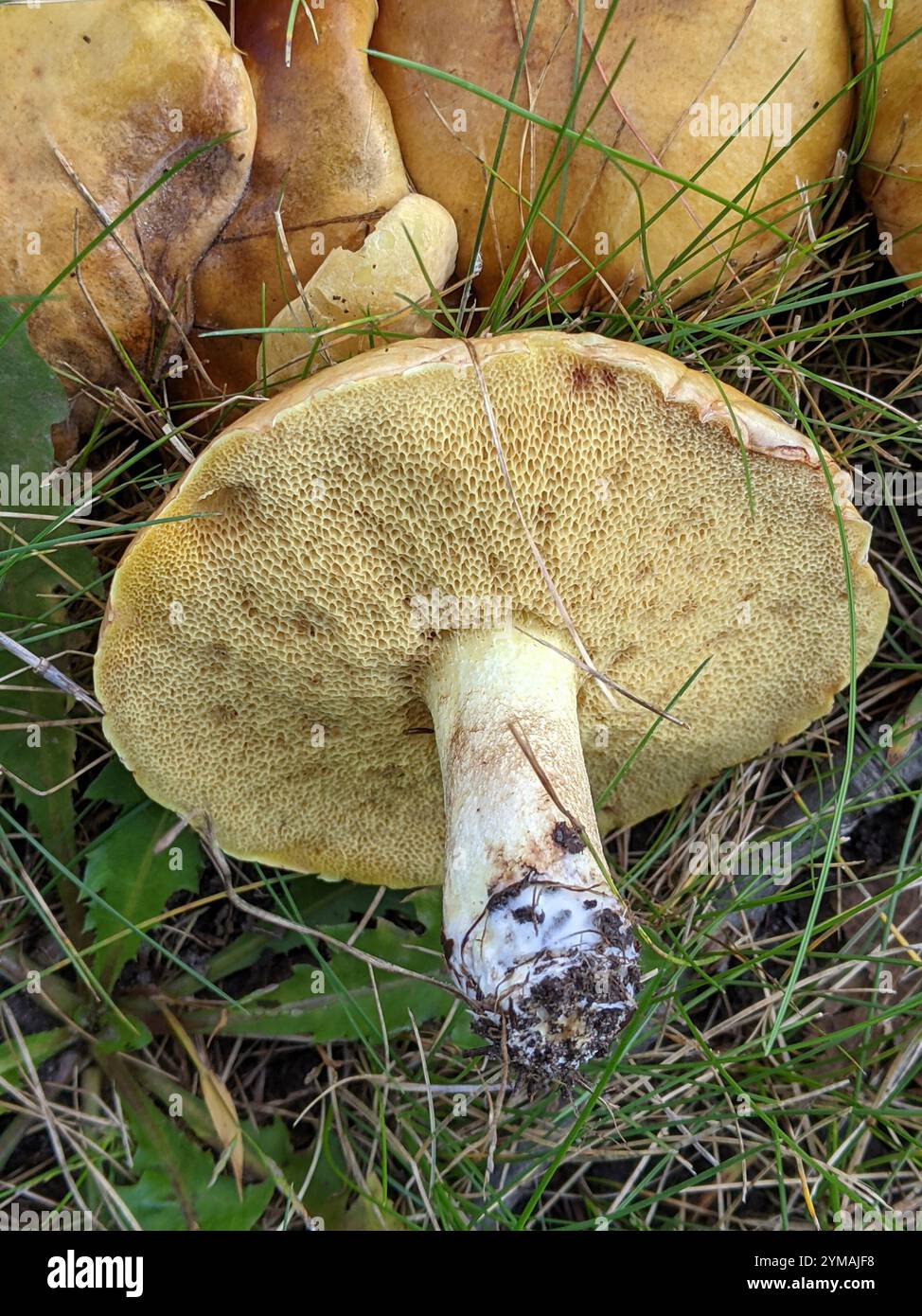Dotted-stalked Suillus (Suillus granulatus Stock Photo - Alamy
