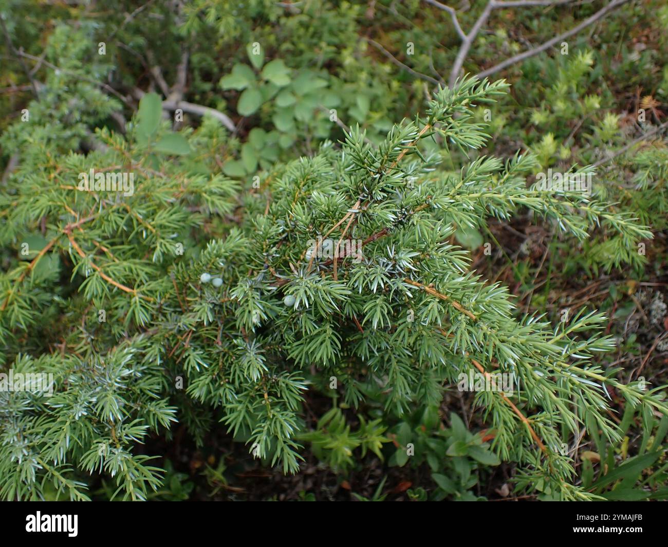 common juniper (Juniperus communis Stock Photo - Alamy