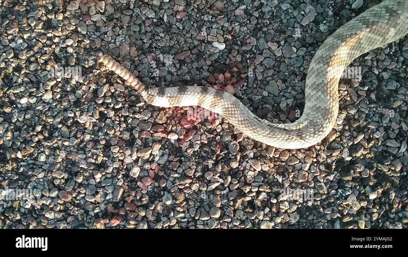 Mojave Rattlesnake (Crotalus scutulatus Stock Photo - Alamy