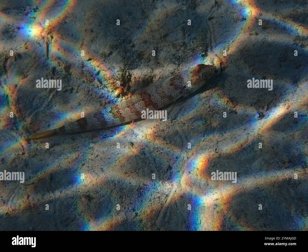 Atlantic Lizardfish (Synodus saurus Stock Photo - Alamy