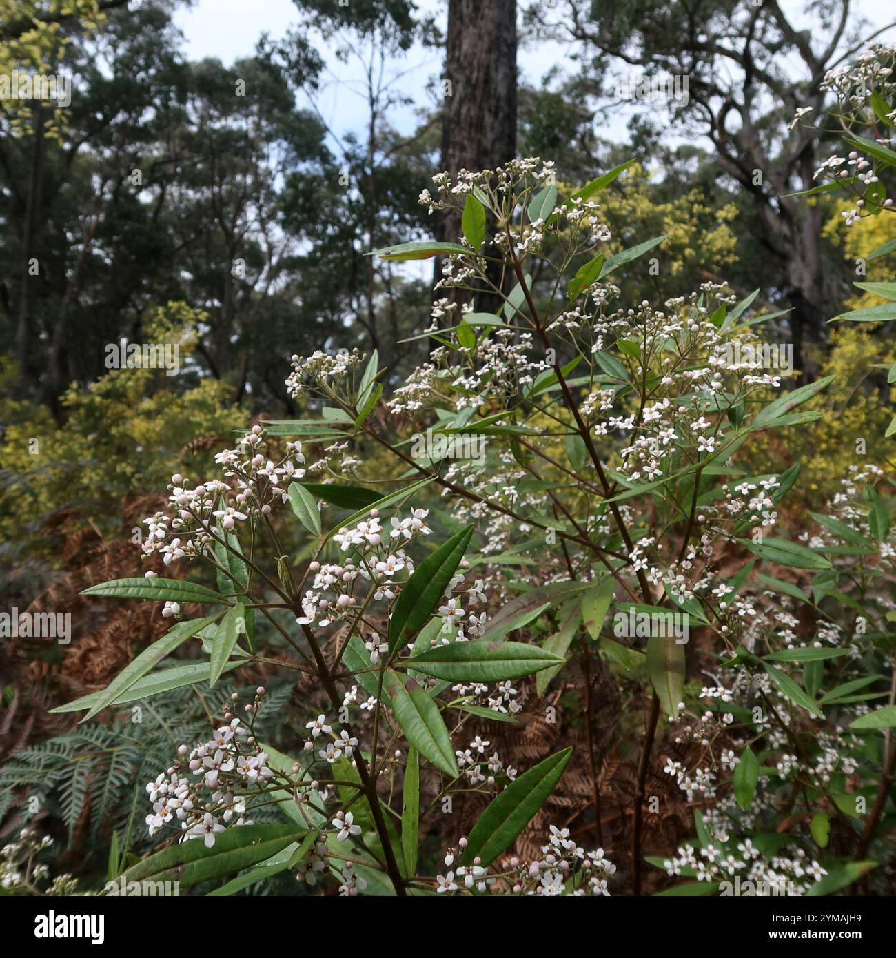 Stinkwood (Zieria arborescens Stock Photo - Alamy
