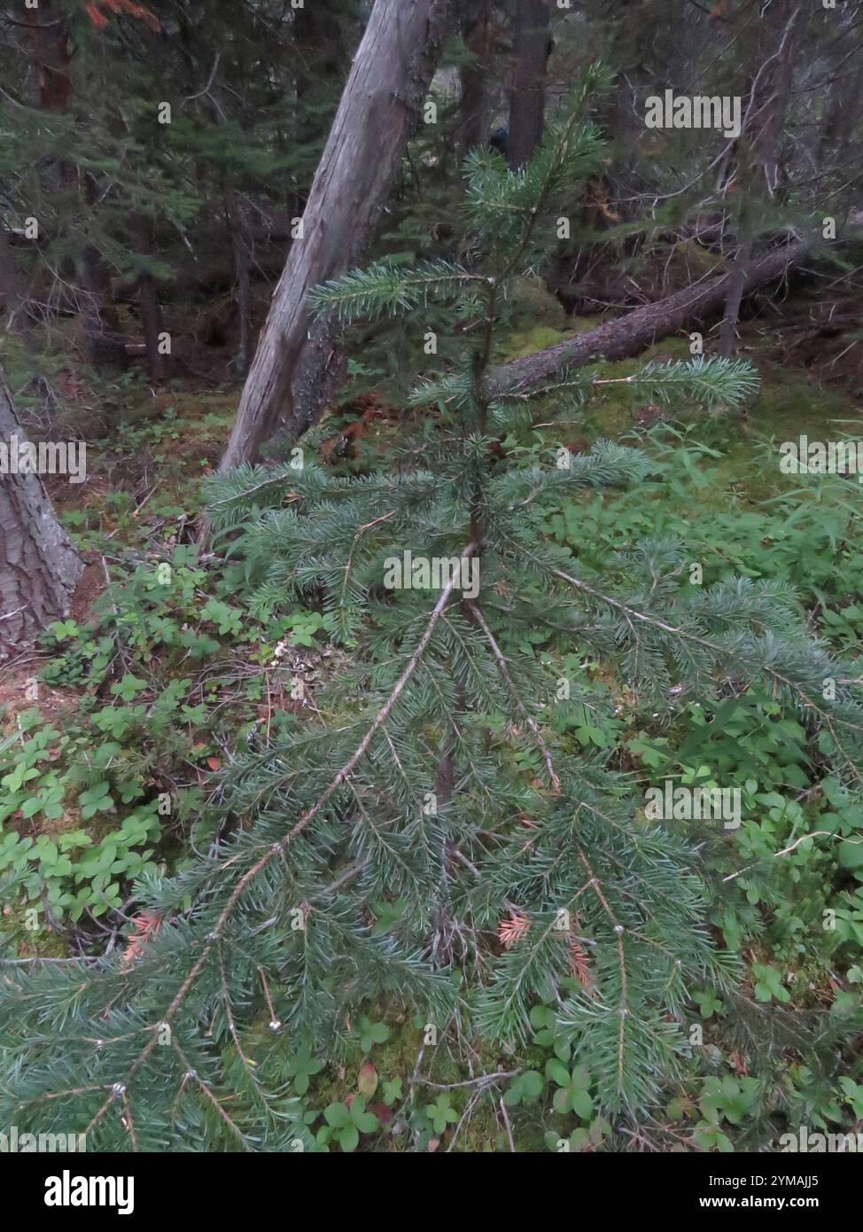 subalpine fir (Abies lasiocarpa Stock Photo - Alamy
