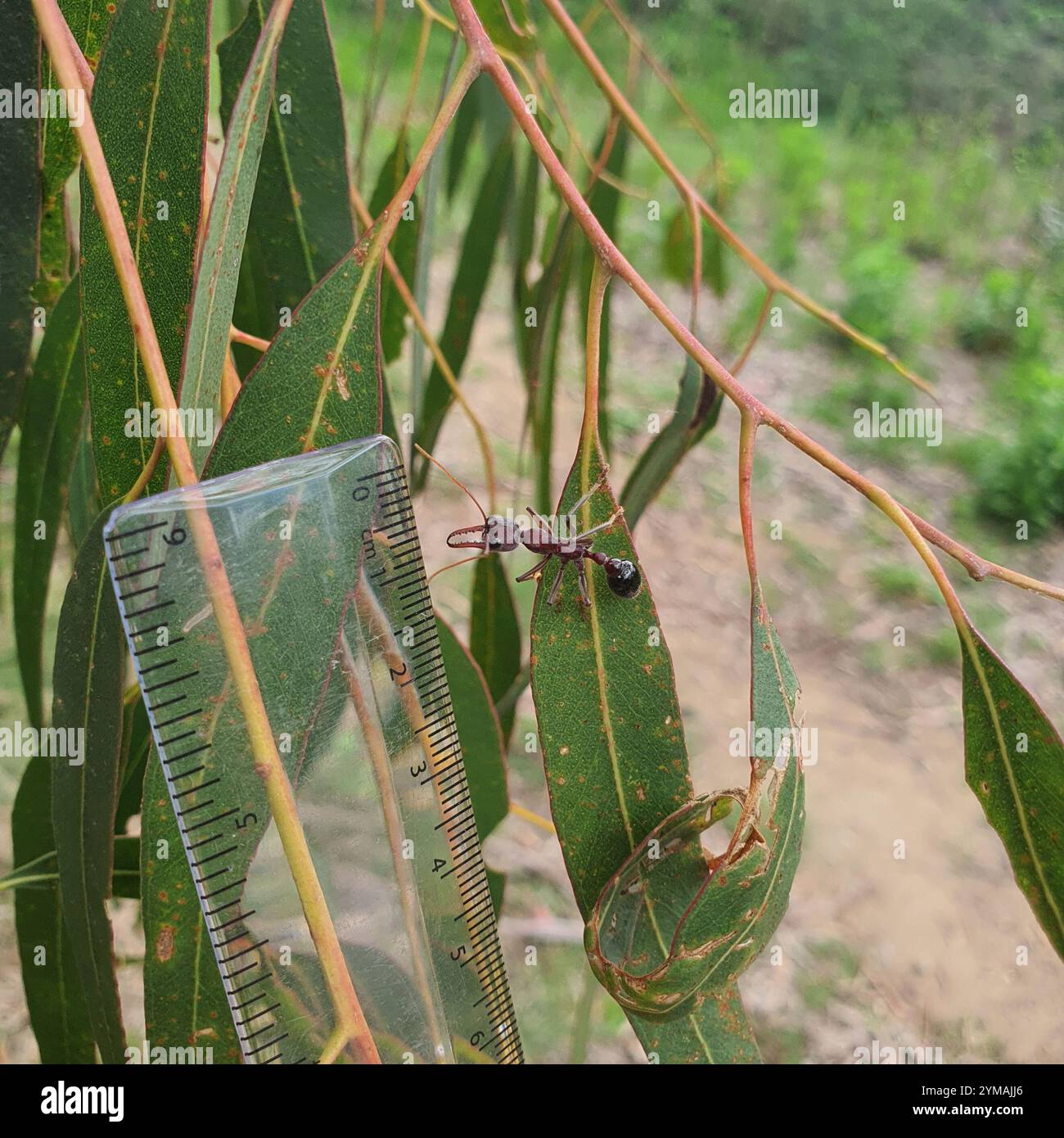 Australian Red Bull Ant (Myrmecia simillima Stock Photo - Alamy